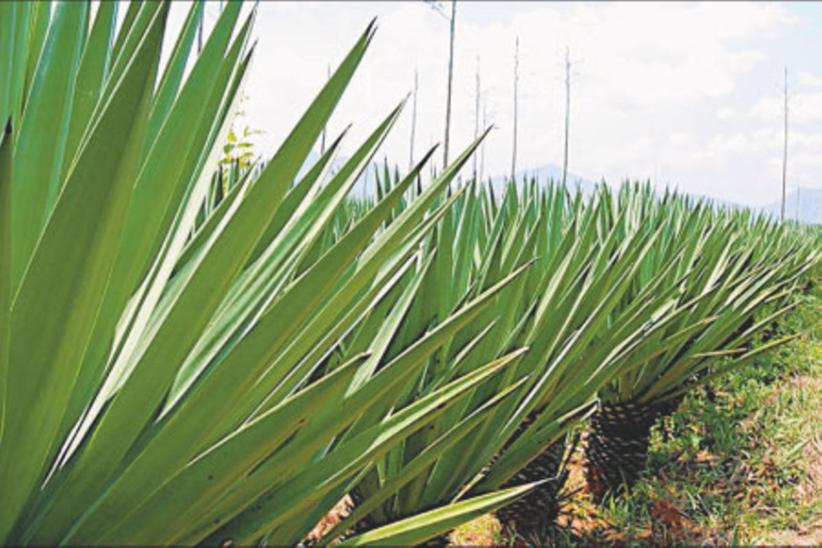 Tanzania to double sisal-fired biogas capacity - The EastAfrican