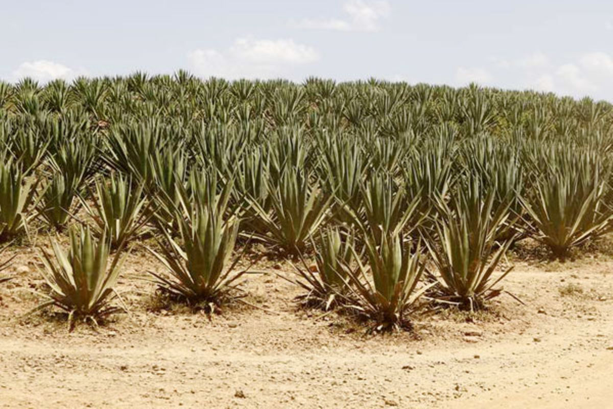Tanzania’s exports of cloves, sisal, gold go up - The EastAfrican